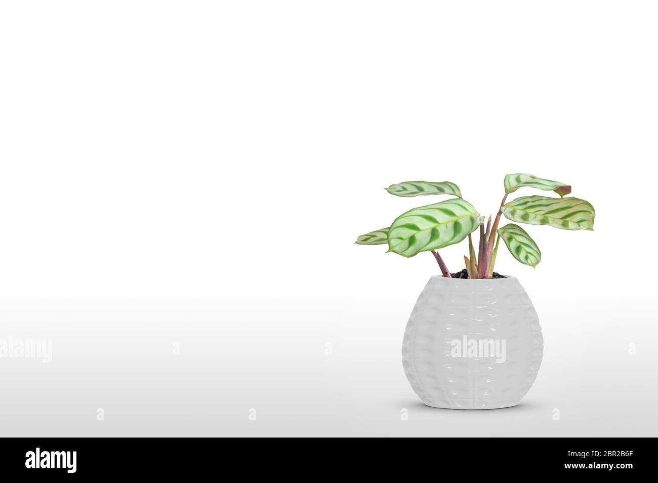 Gorgeous houseplant Maranta in a colorful pot isolated on white ...