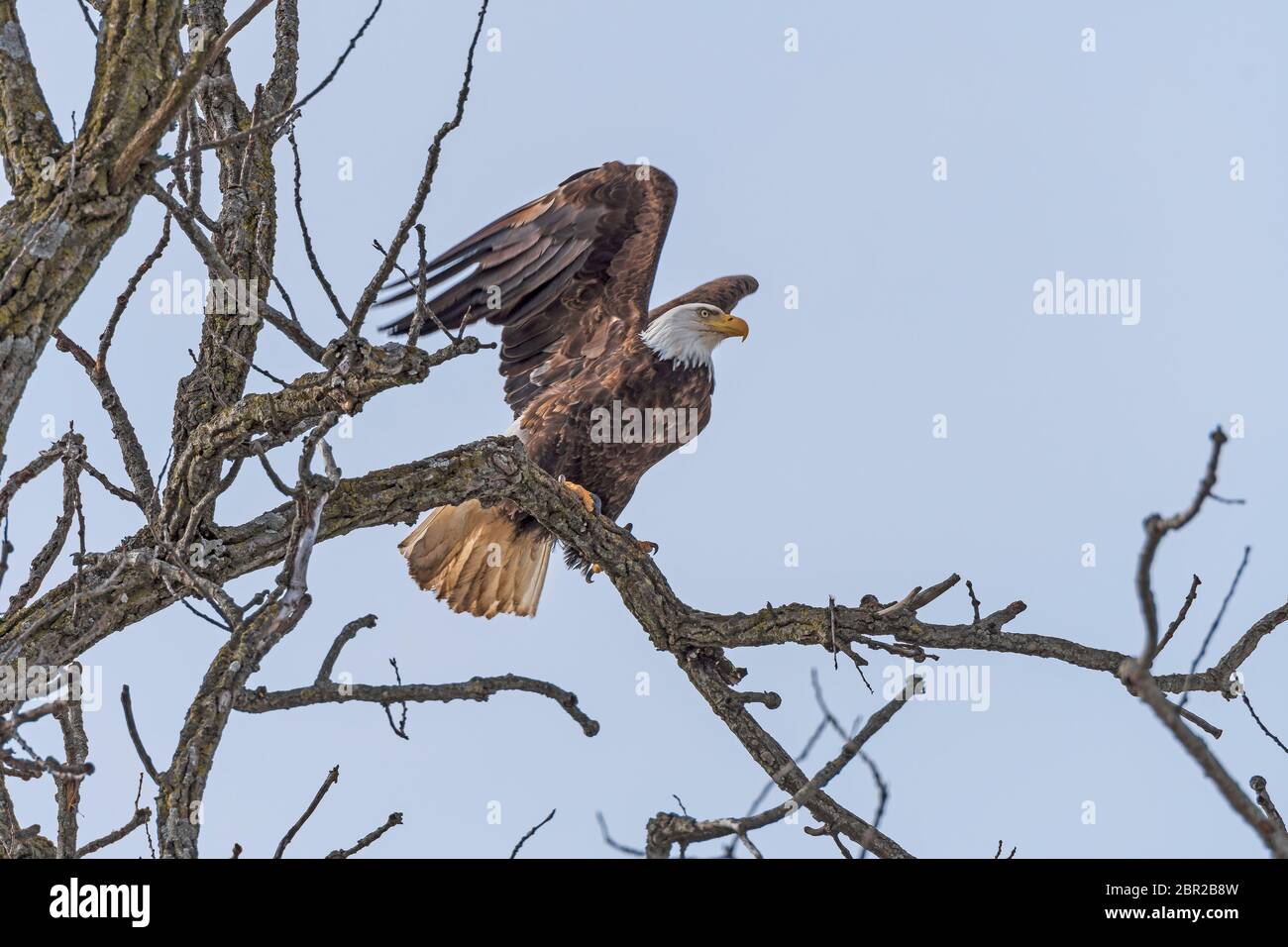 Bald Eagle Starting to Take off from a Tree in Winter along the ...