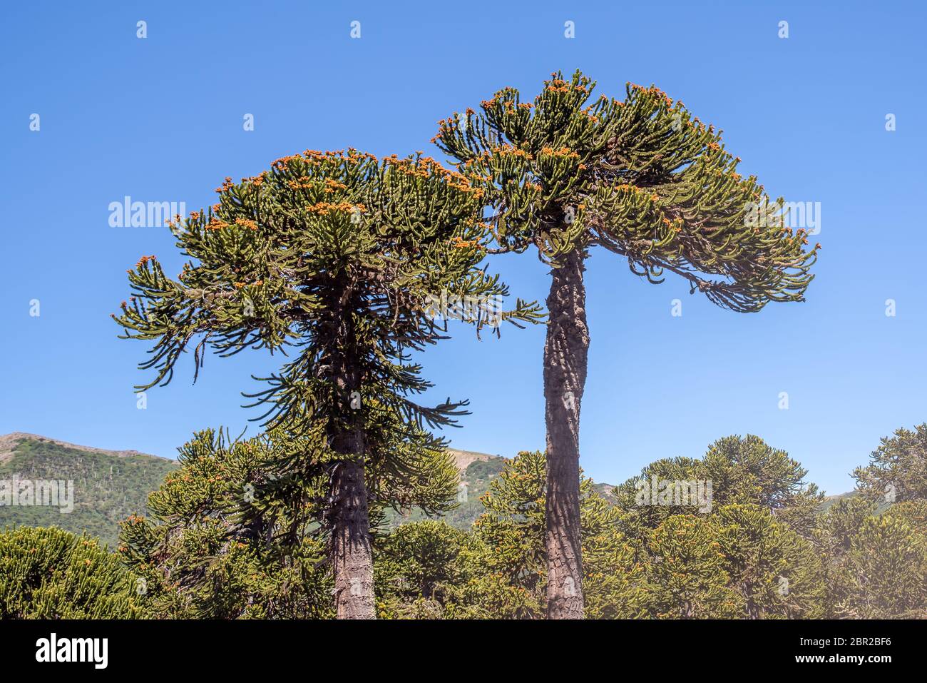 Die Araukarien (Araucaria) sind eine Pflanzengattung in der Familie der ...