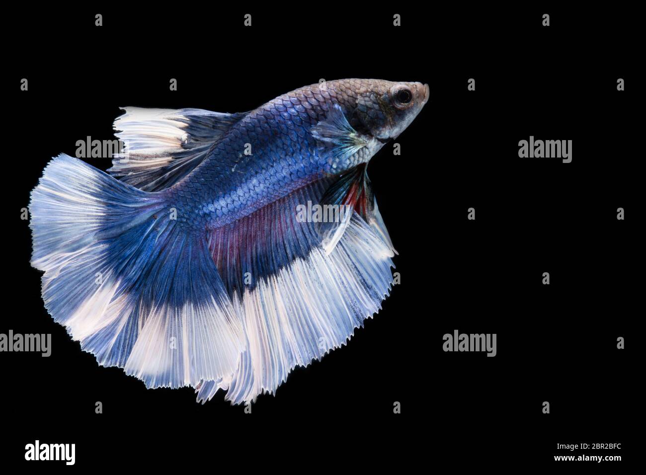 Blue and white betta fish, siamese fighting fish on black background ...