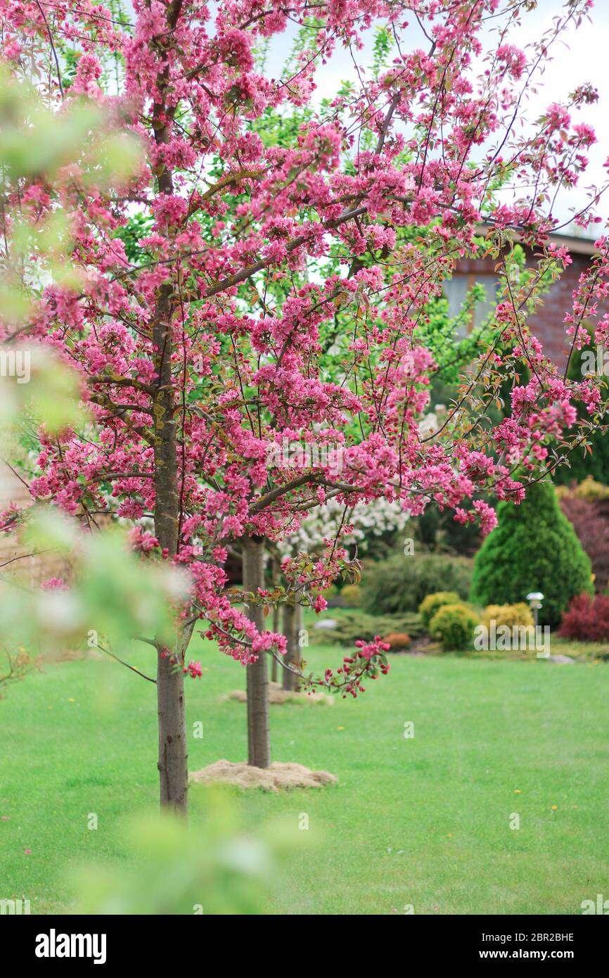 Crabapple tree in bloom hi-res stock photography and images - Alamy