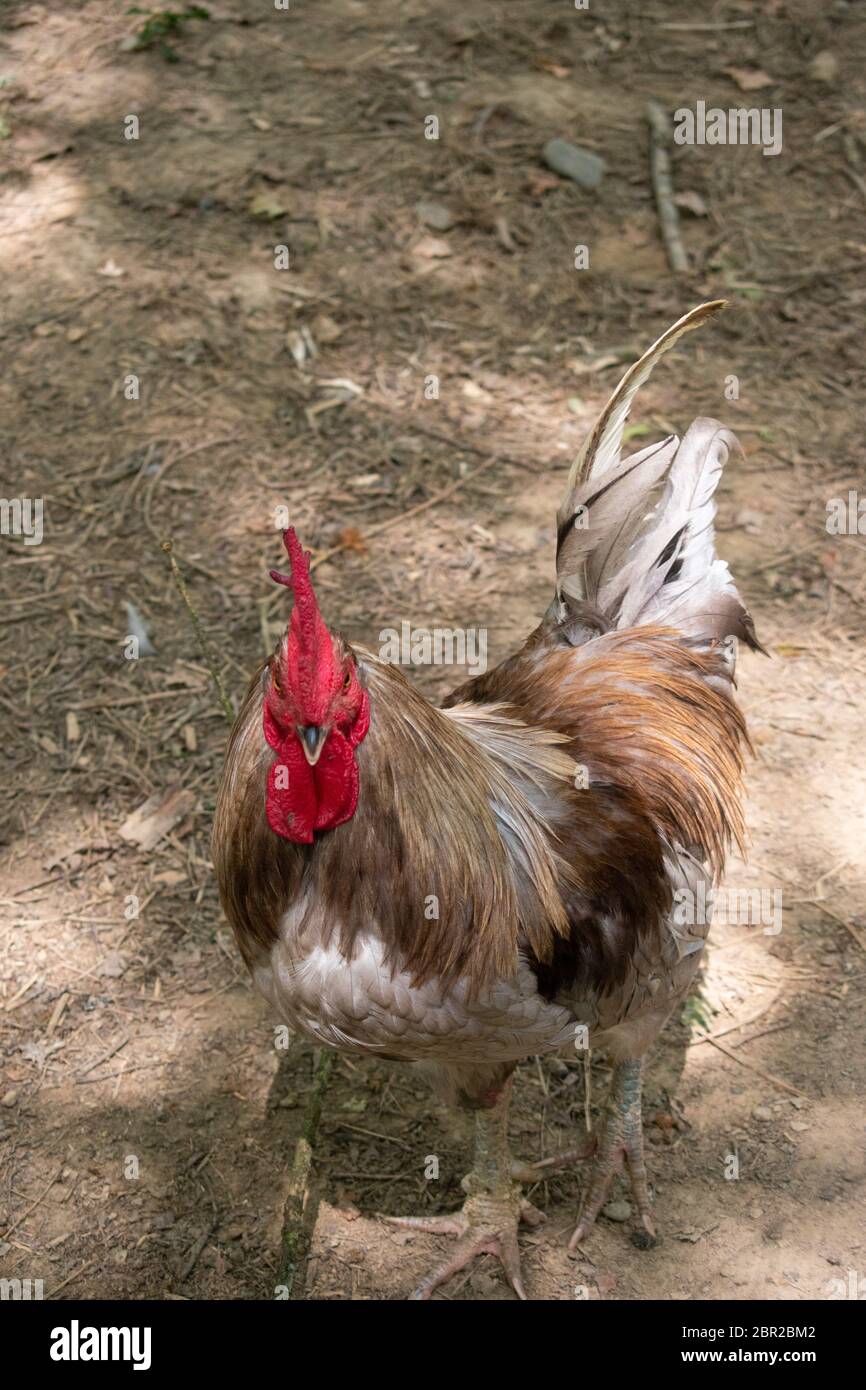 Hen in farm Stock Photo - Alamy