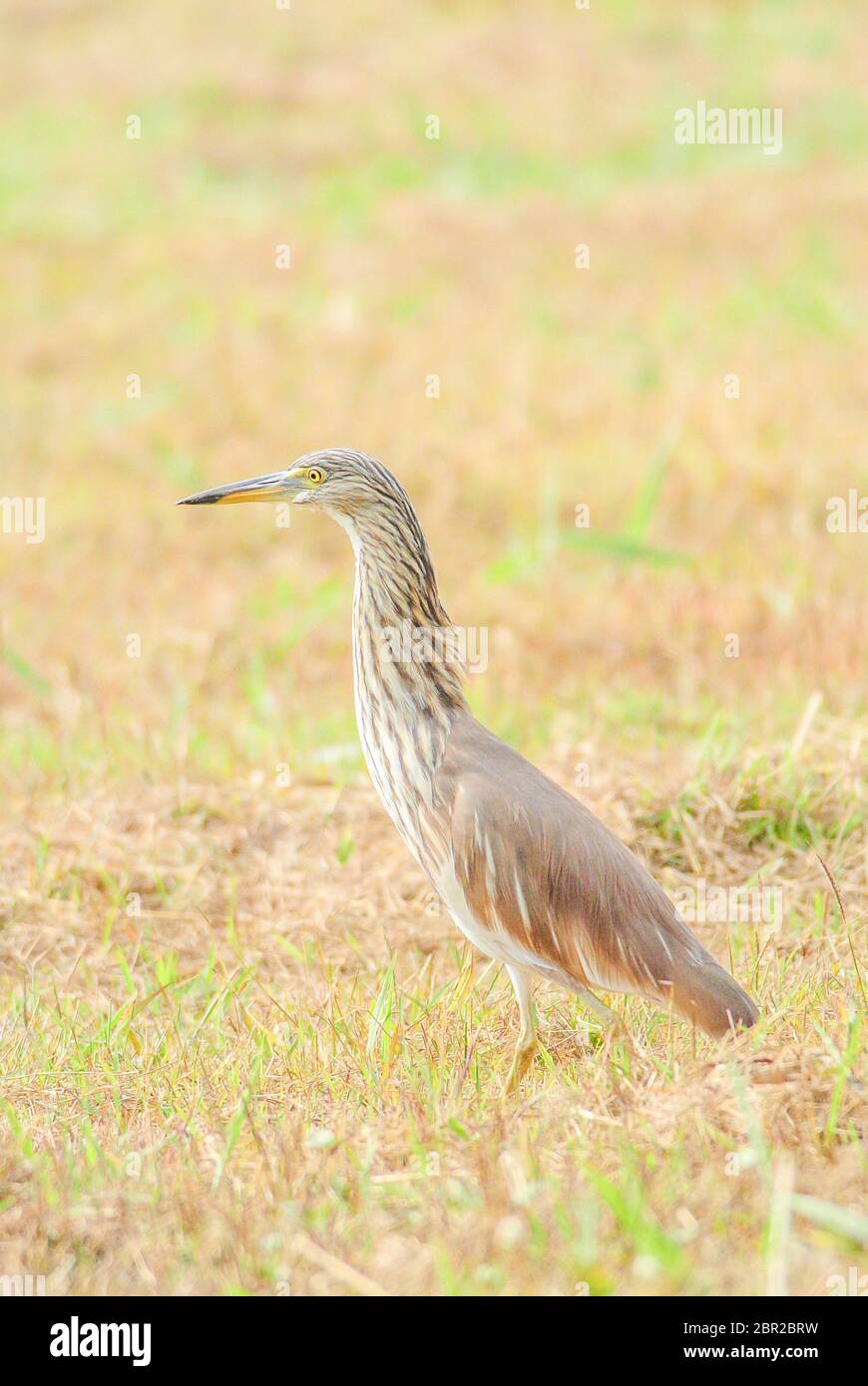 The Chinese pond heron is an East Asian freshwater bird of the heron ...