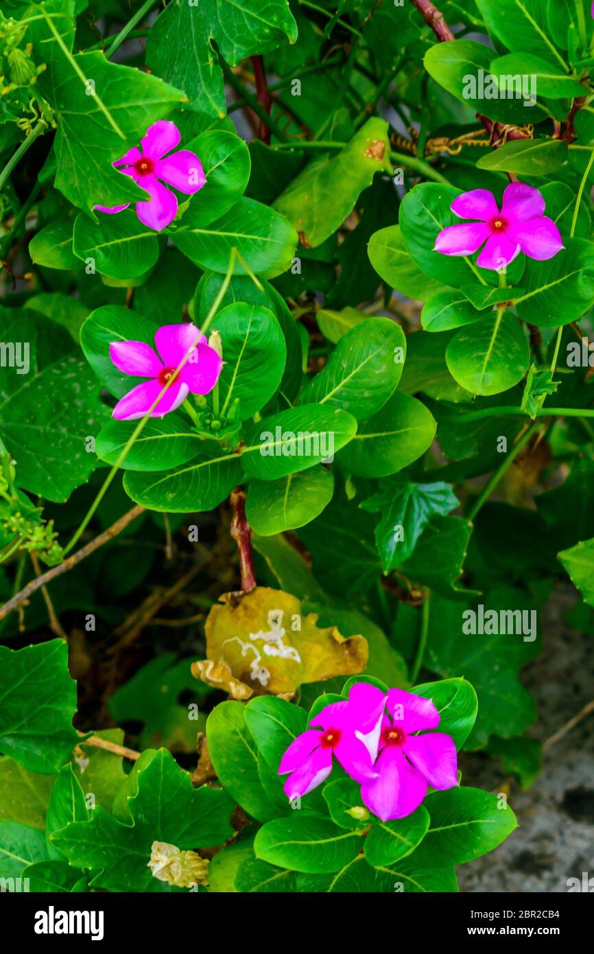 Photograph of flower captured from a Sunny flower garden. Image is ...