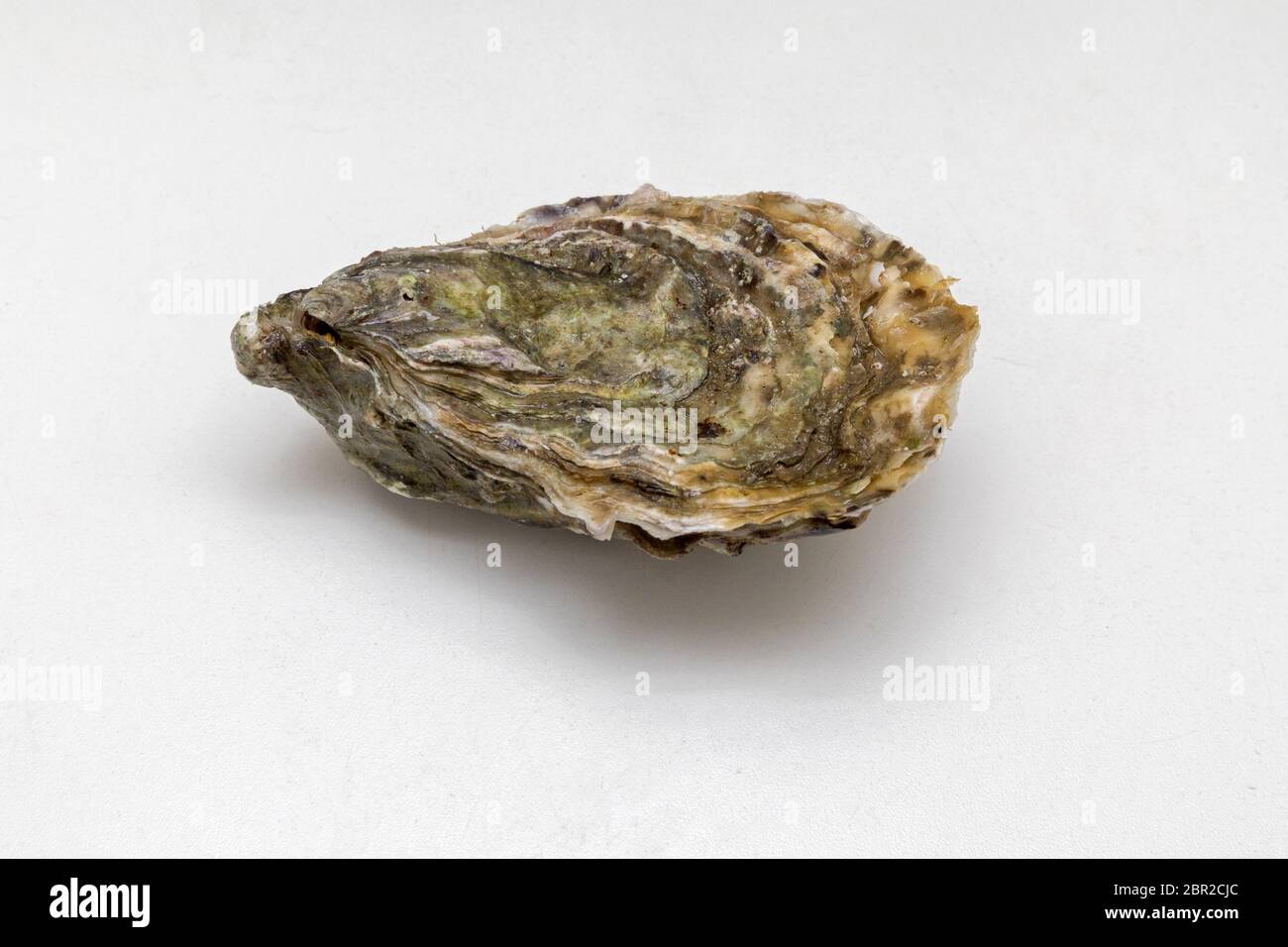 One Fresh Closed Oyster Shell Seafood Stock Photo - Alamy