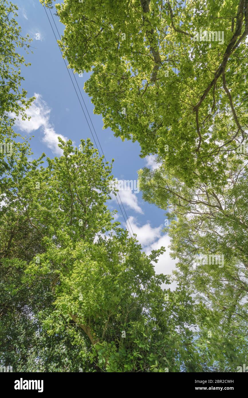 Leaf canopy of Oak / Quercus trees & Ash / Fraxinus excelsior (to right ...