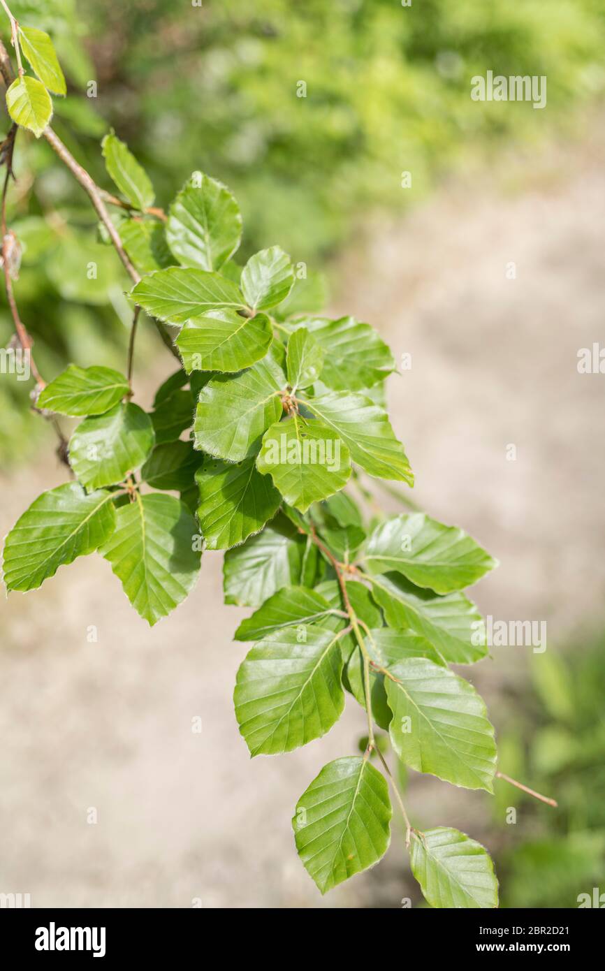 Young beech tree uk summer hi-res stock photography and images - Alamy