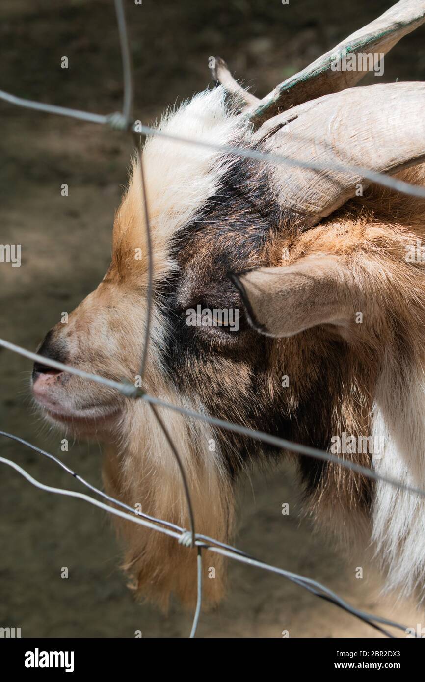 Goat head vector hi-res stock photography and images - Alamy