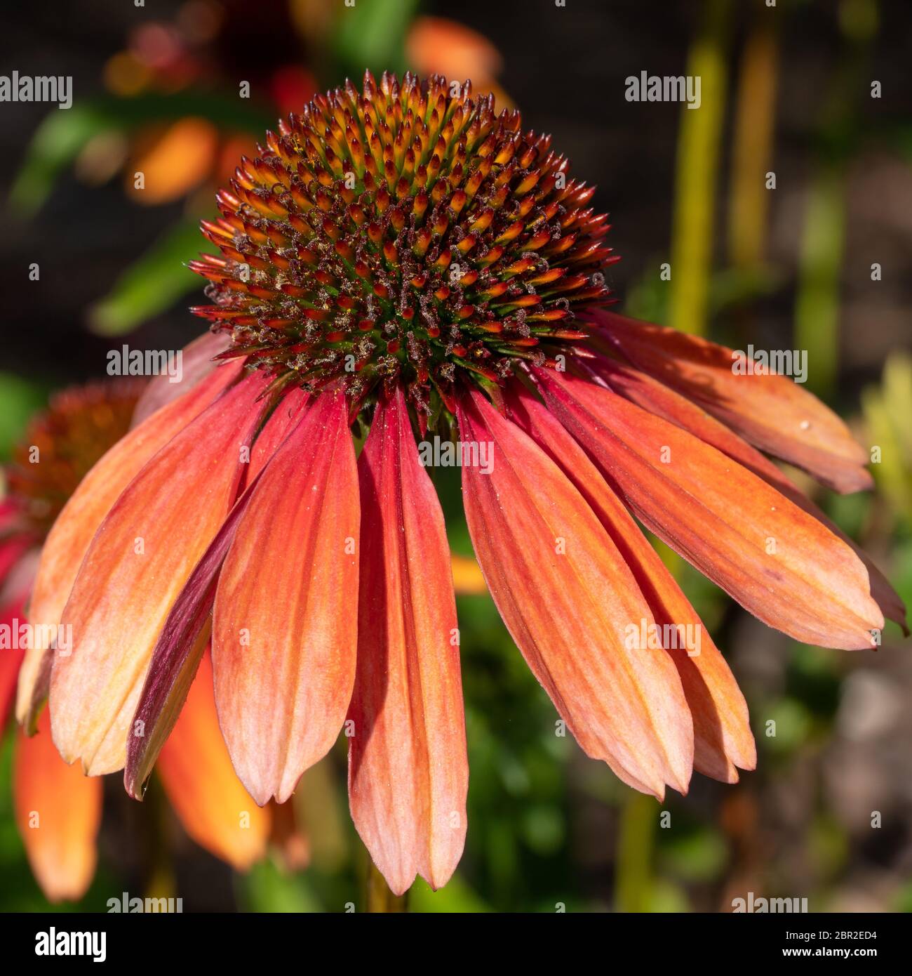 Coneflower (Echinacea purpurea), flowers of summer Stock Photo - Alamy