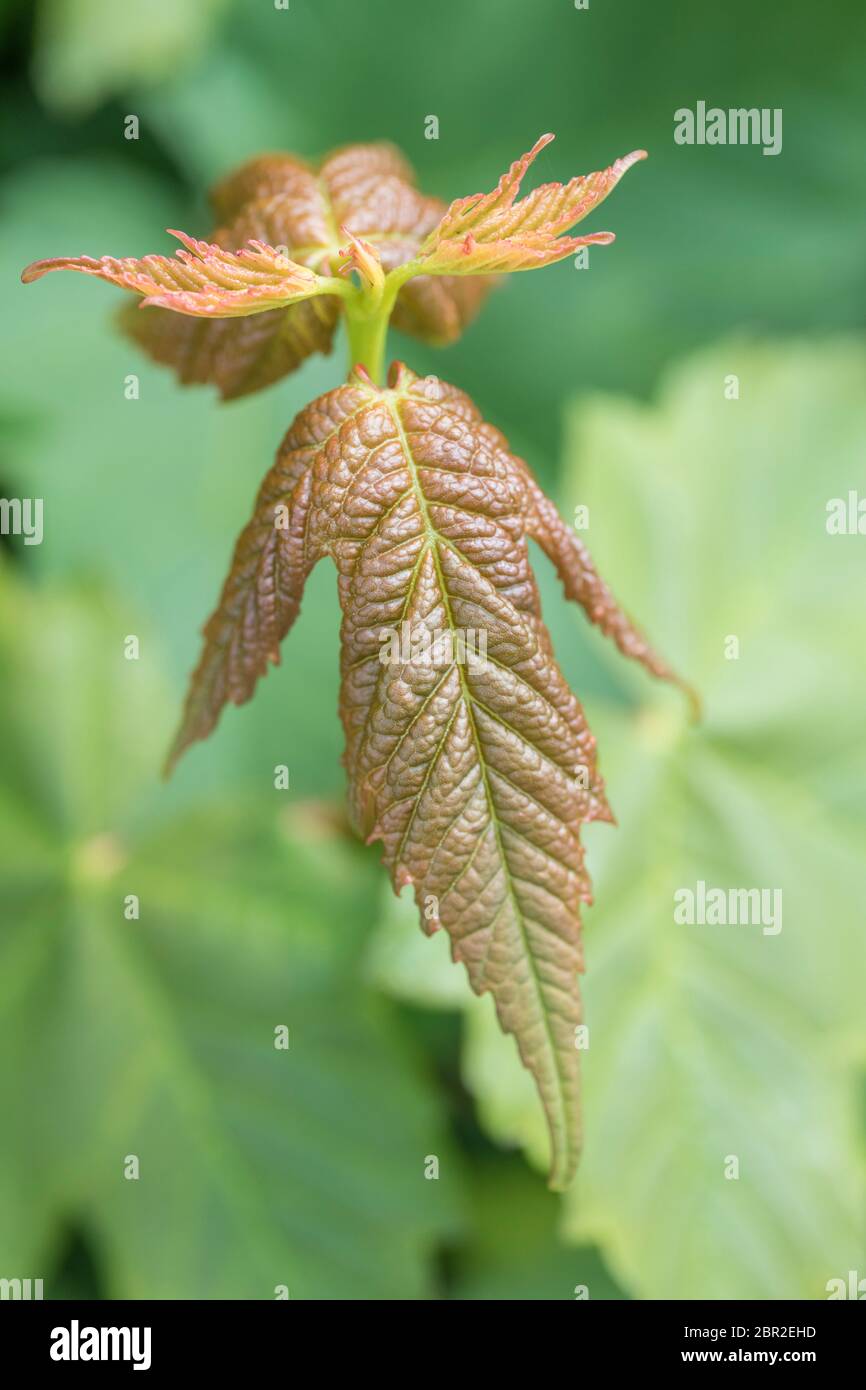 Unfolding sycamore leaves hi-res stock photography and images - Alamy