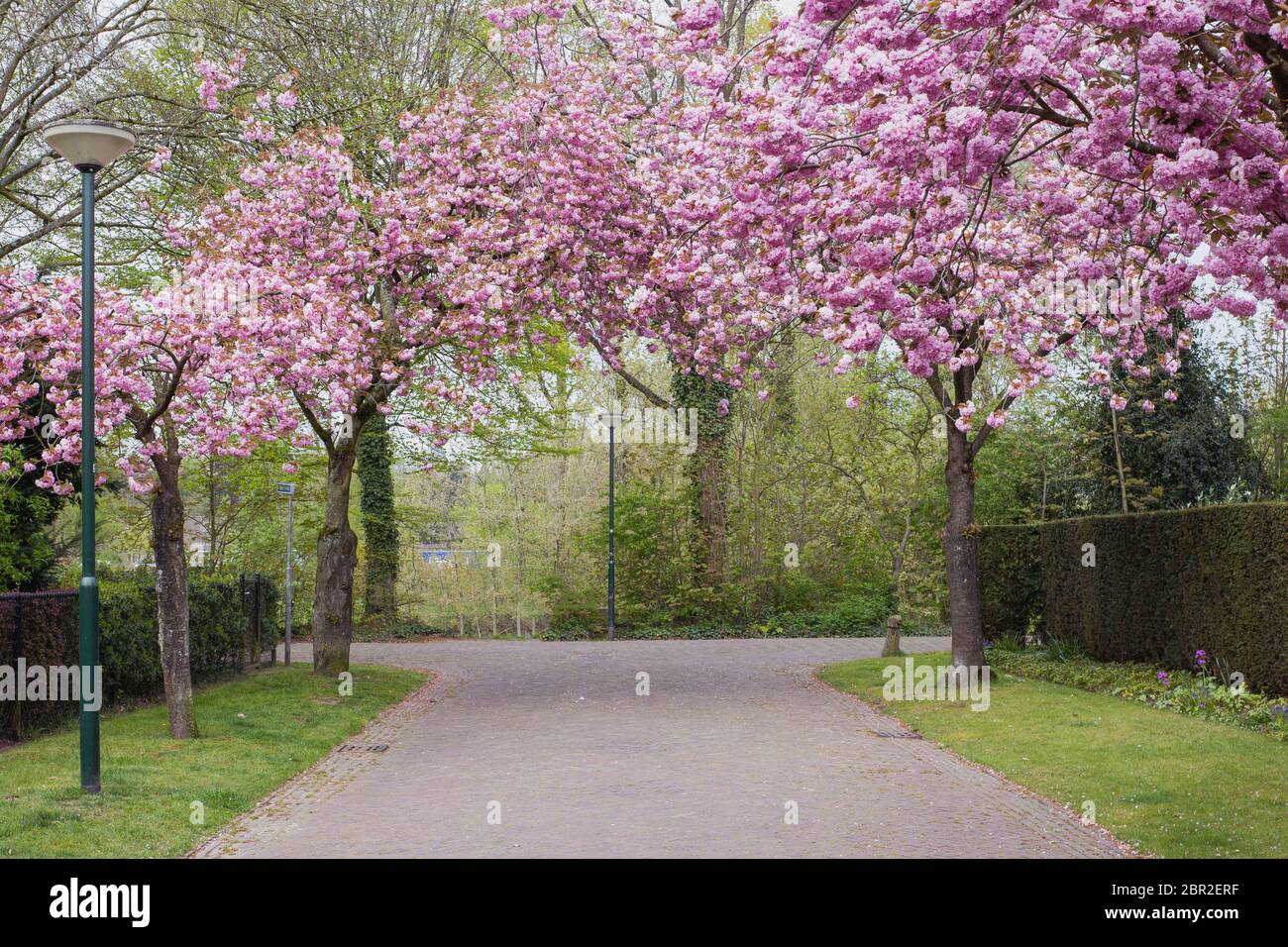 Pink cherry blossom trees along the pathway hi-res stock photography ...
