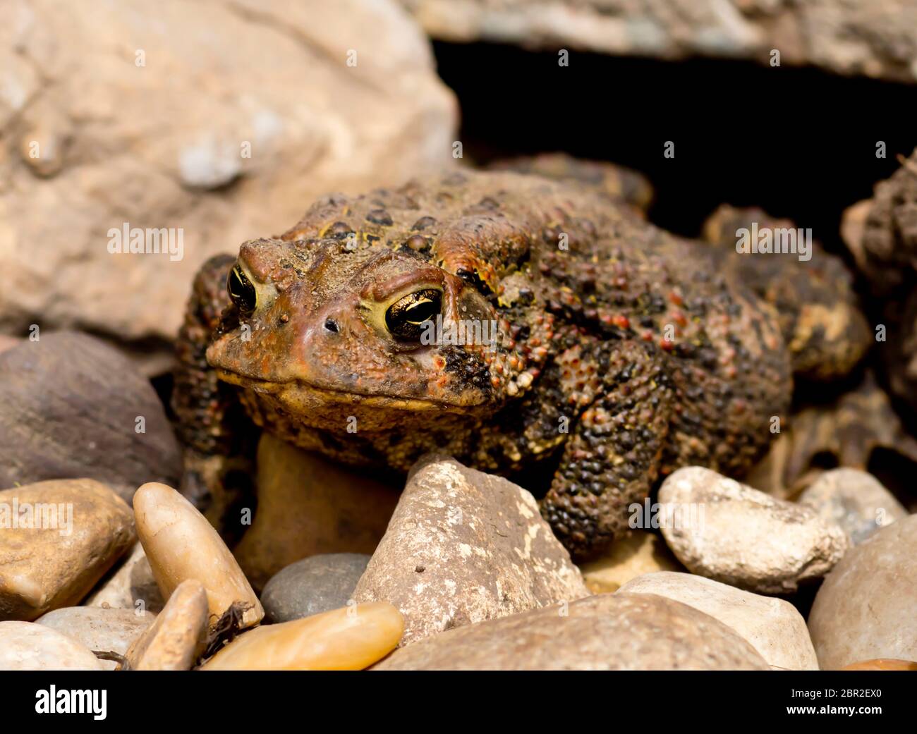 Common toad and rocks Stock Photo - Alamy