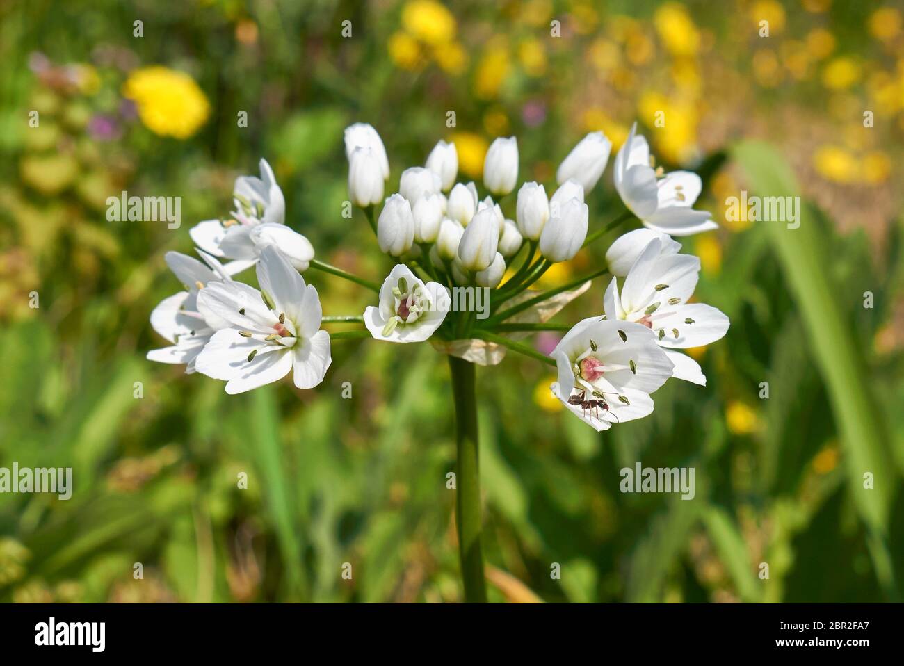 White garlic allium neapolitanum hi-res stock photography and images ...