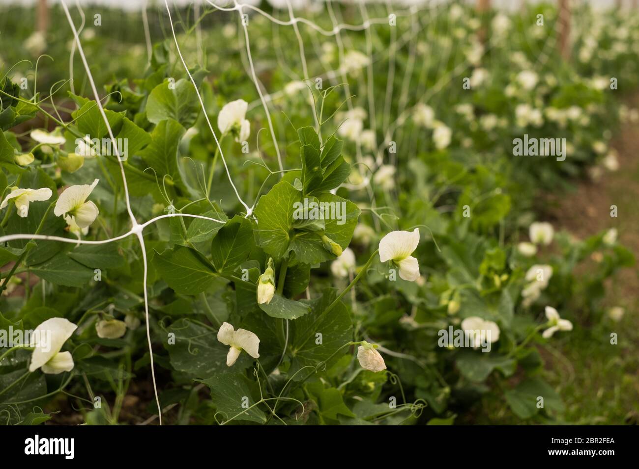 Clinks care farm hi-res stock photography and images - Alamy
