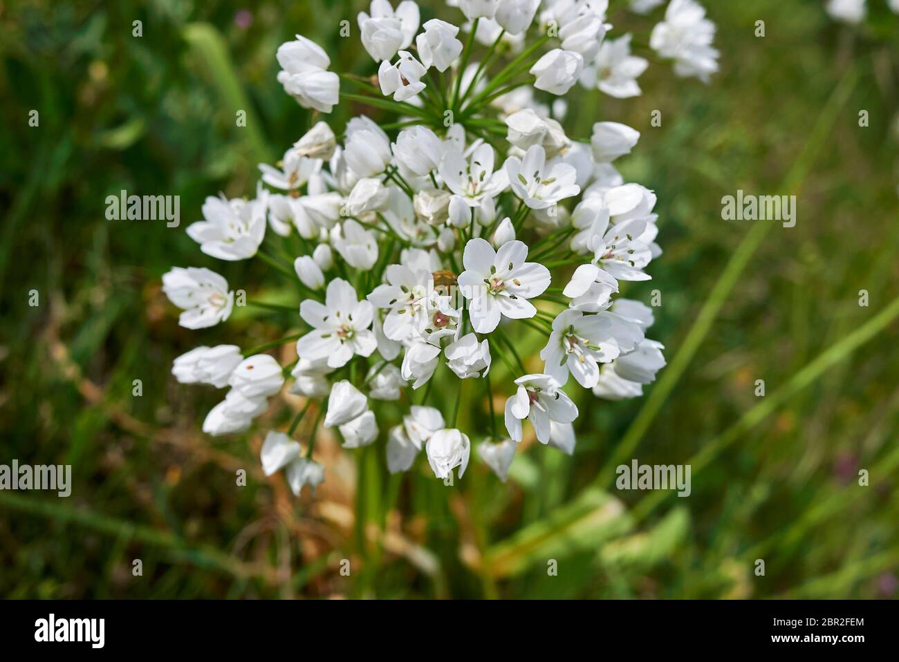 False garlic flowers hi-res stock photography and images - Alamy