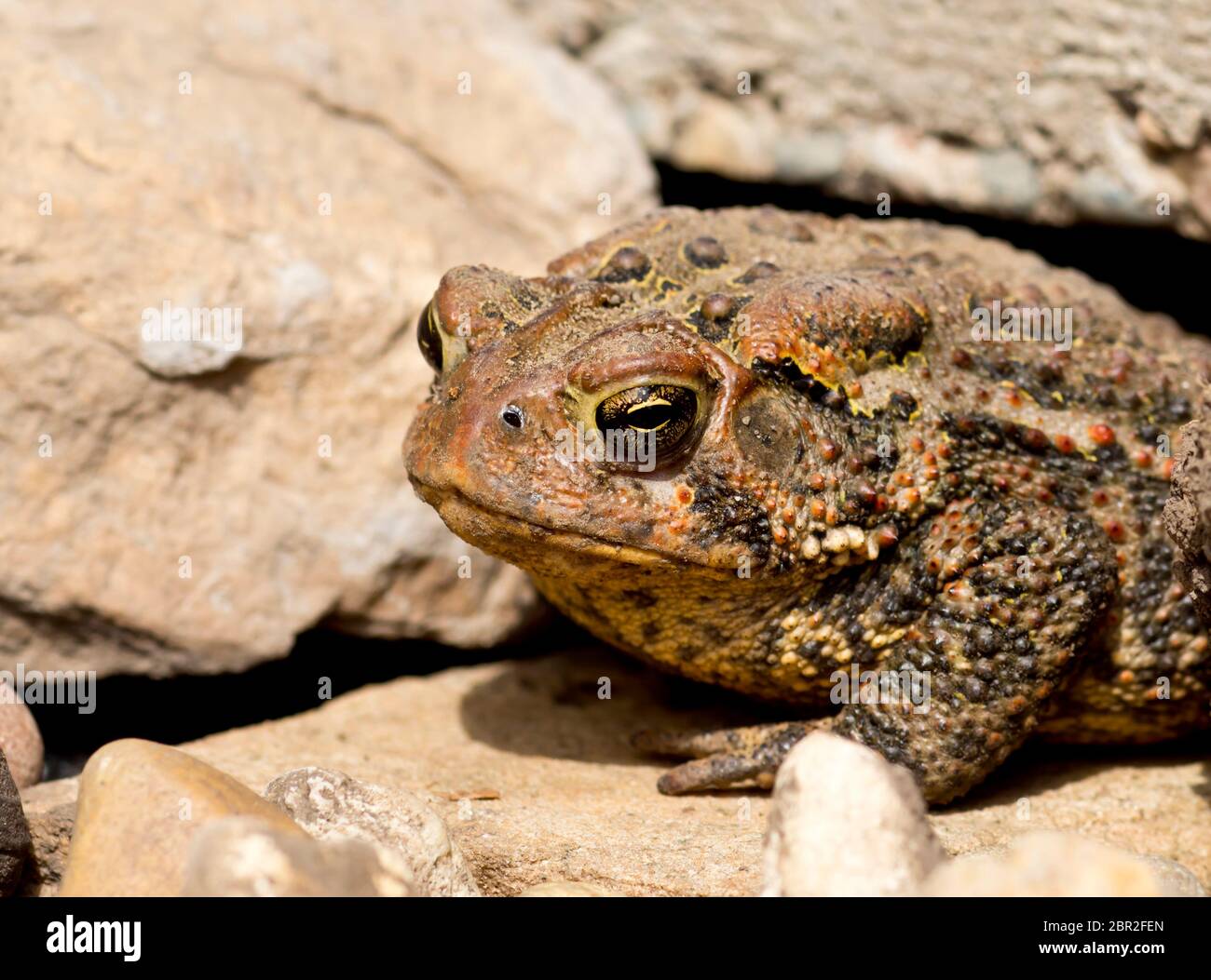 Common toad and rocks Stock Photo - Alamy