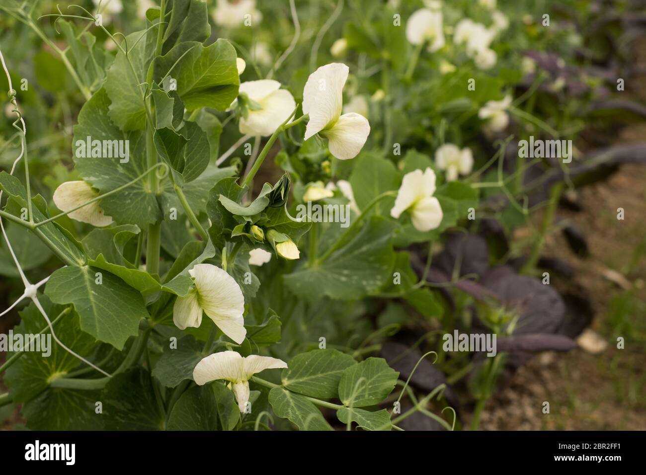 Clinks care farm hi-res stock photography and images - Alamy