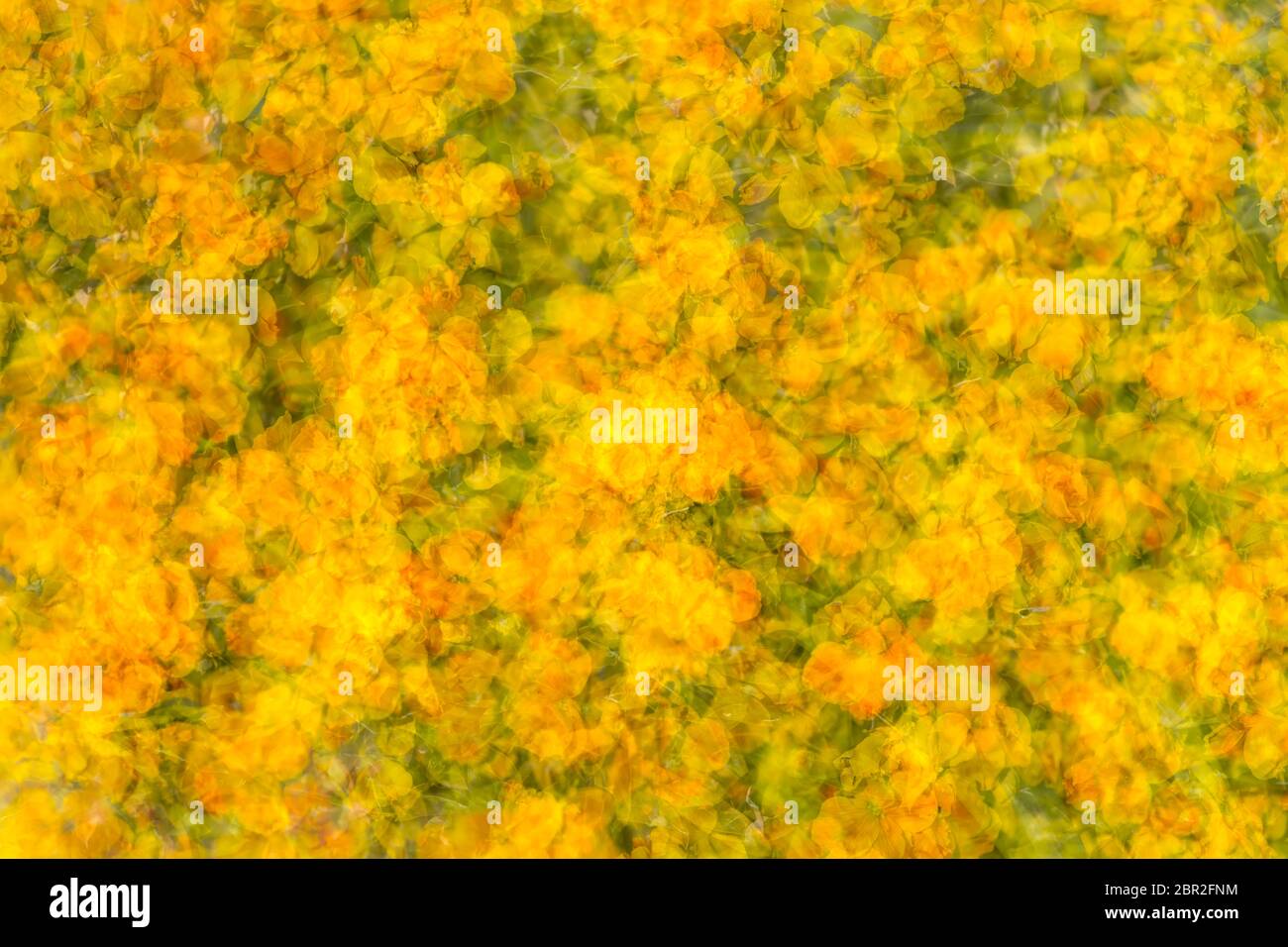 Abstract of yellow flower at the garden Stock Photo - Alamy