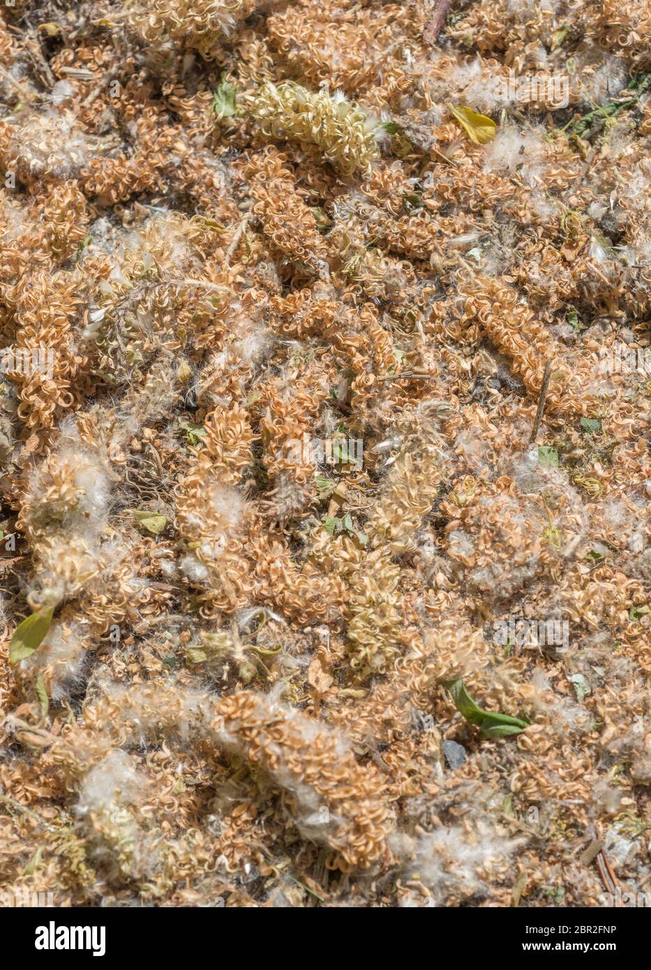 Dead willow catkins hi-res stock photography and images - Alamy