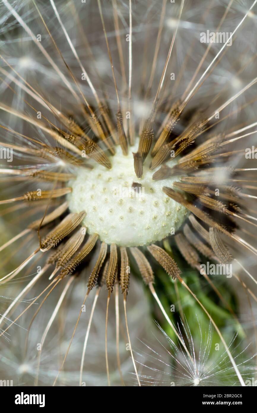 Dandelion head closeup Stock Photo - Alamy
