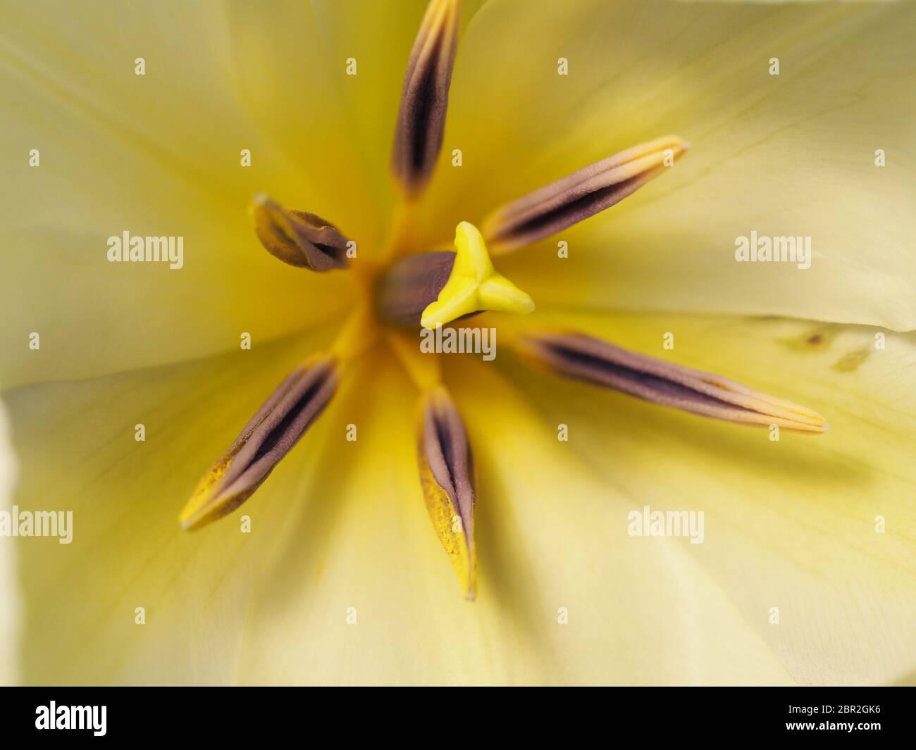 White Tulip Fully Open Macro Photography Stock Photo - Alamy