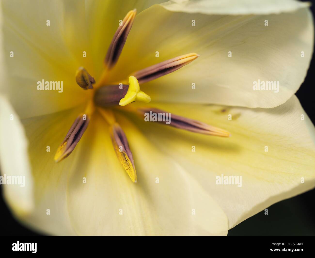 Flower fully open macro hi-res stock photography and images - Alamy