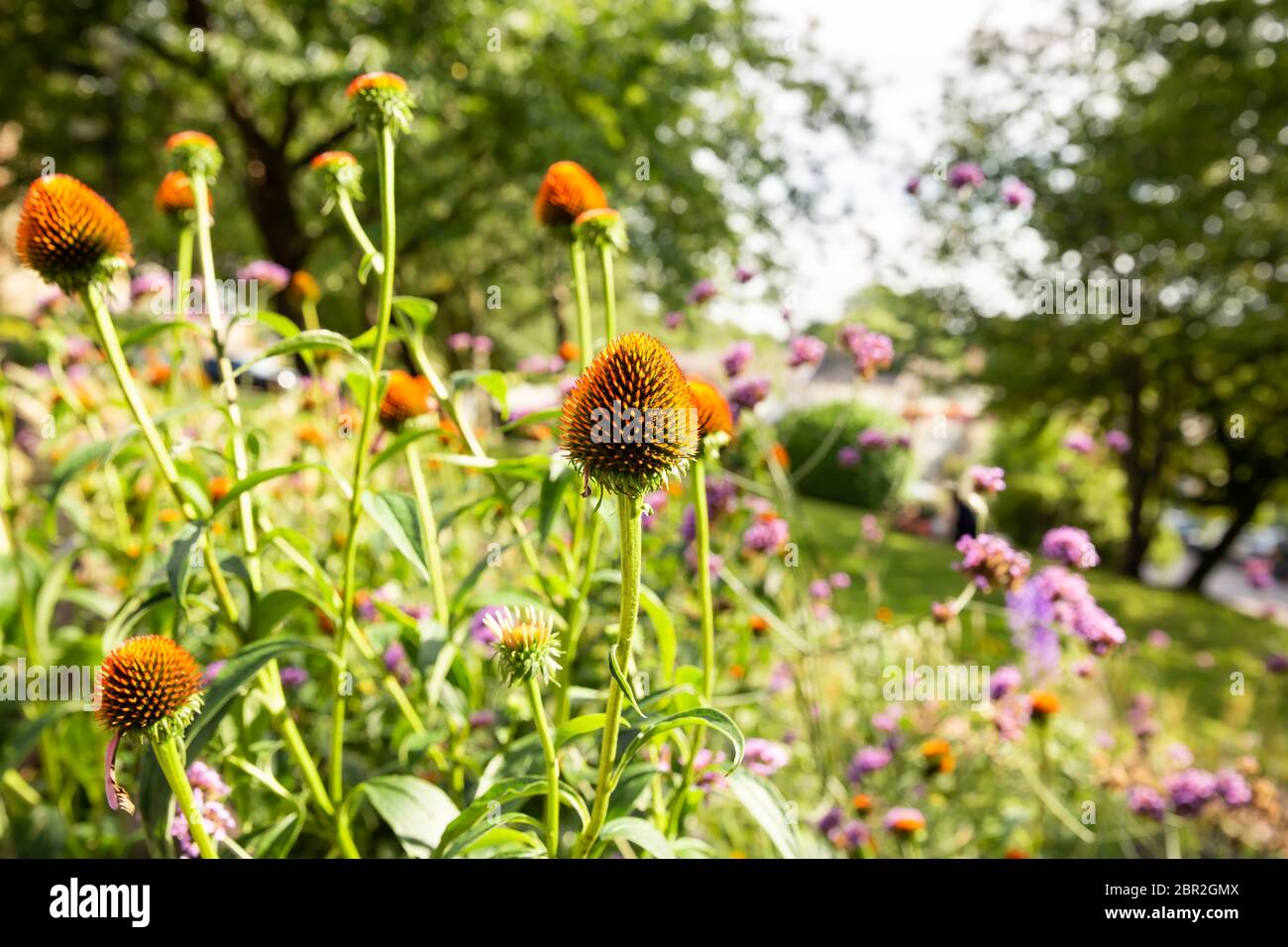 Echinacea purpurea flowers without petals in the garden in bright sunny ...