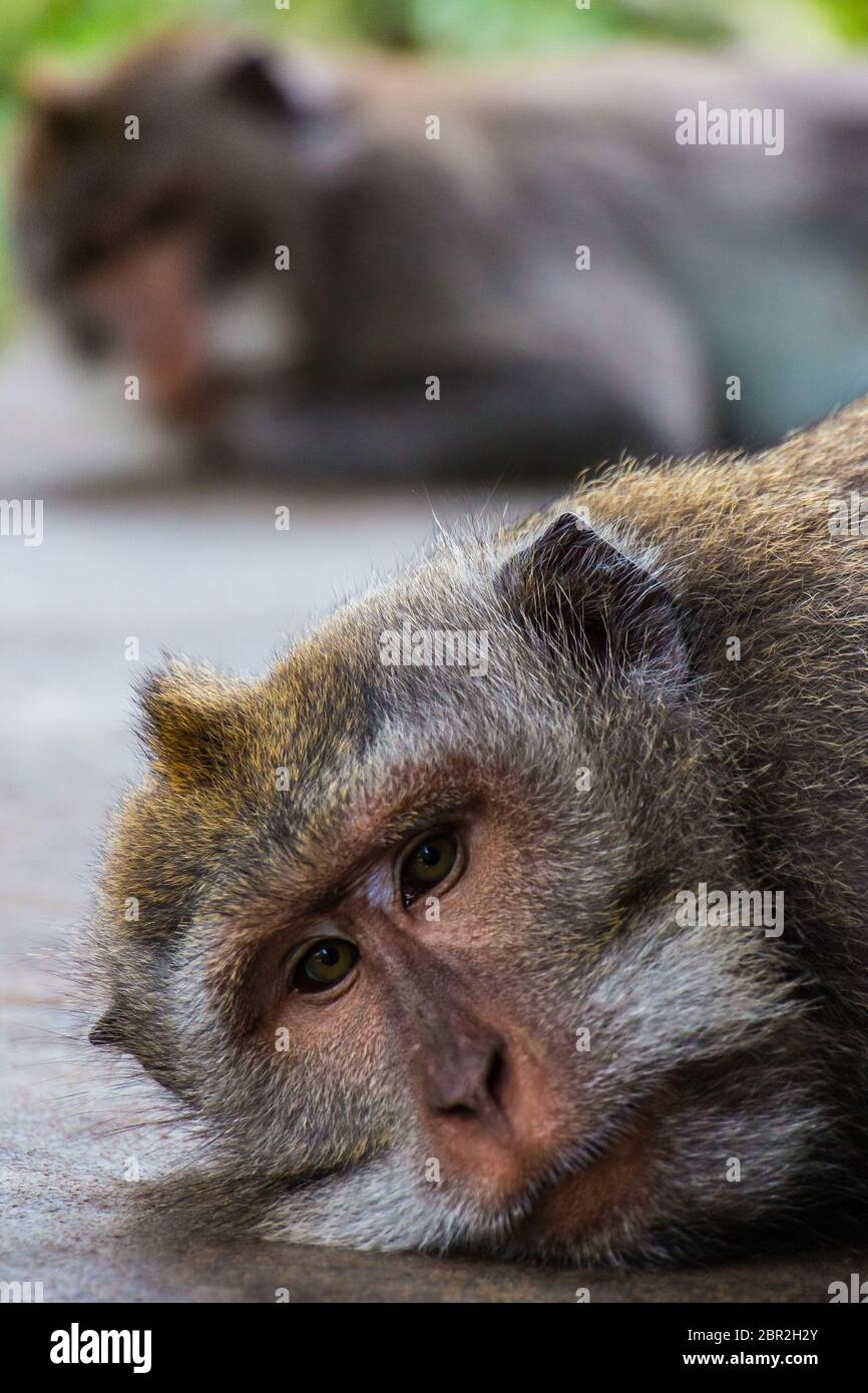 One pouting monkey gives another the silent treatment in the Monkey ...