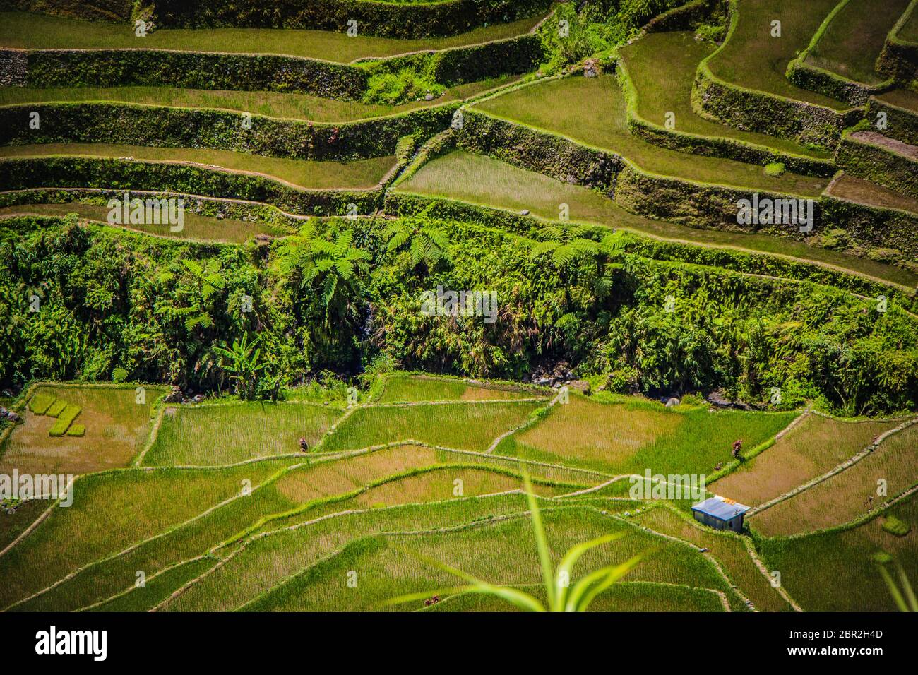 An isolated farm house on the Batad rice terraces in the Philippines ...