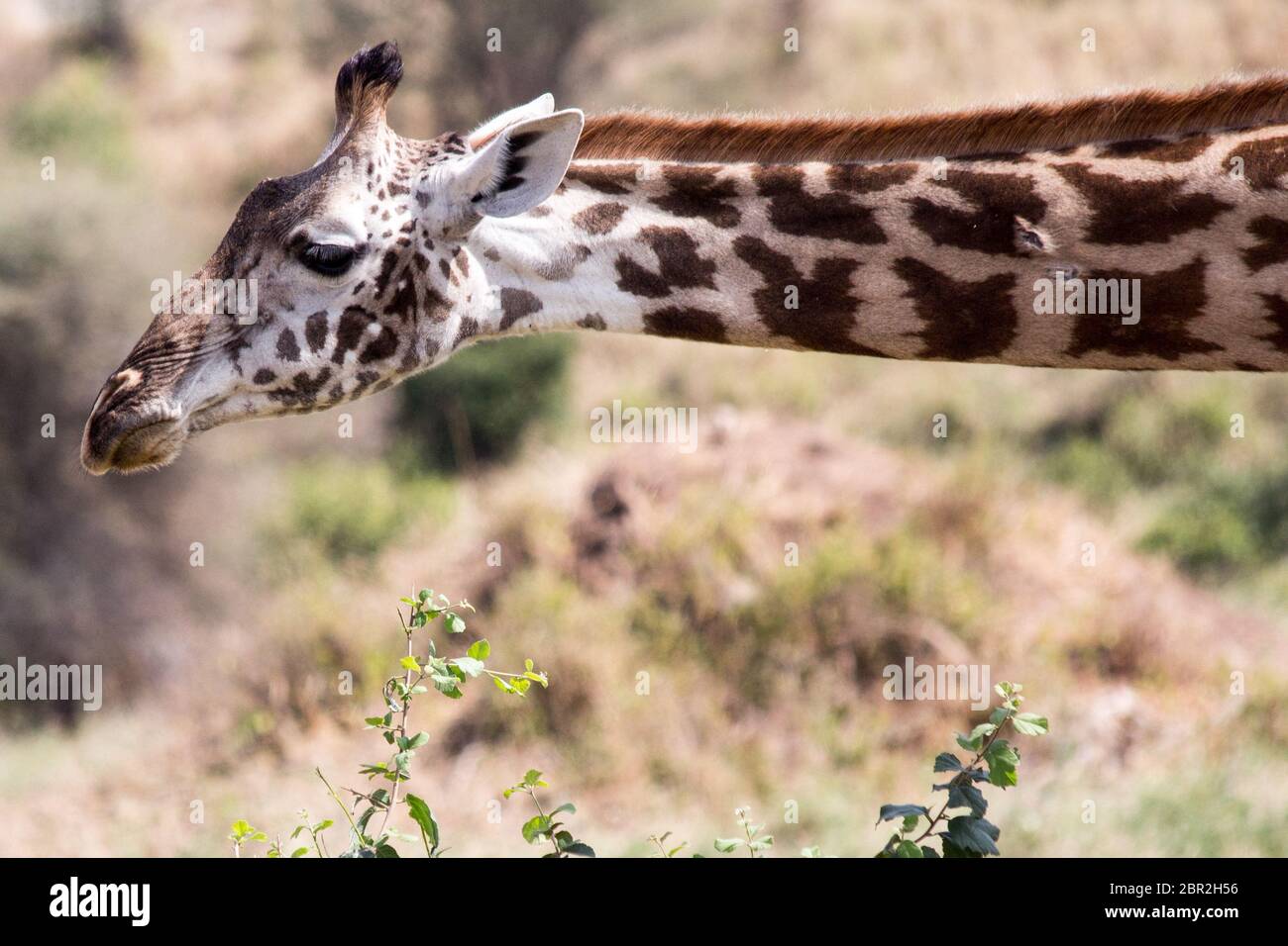 A giraffe stretches it's neck on the savanna in Ngorongoro Crater in ...