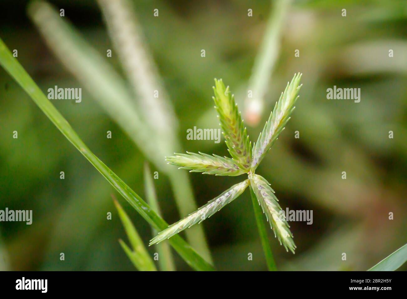 Sprout seed green leaf hi-res stock photography and images - Alamy