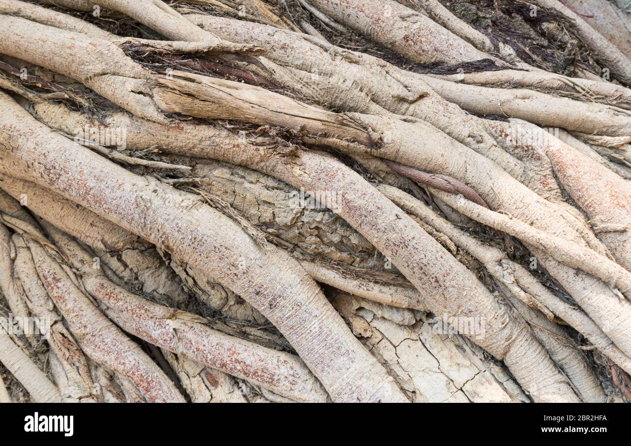 Crosswise Old Tree Roots Background. Brown tree roots texture for ...