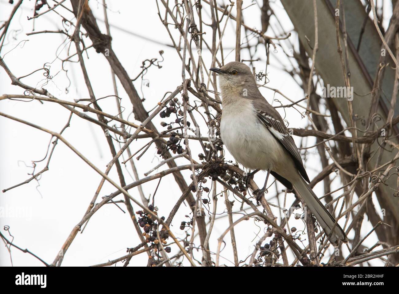 northern mockingbird (Mimus polyglottos Stock Photo - Alamy