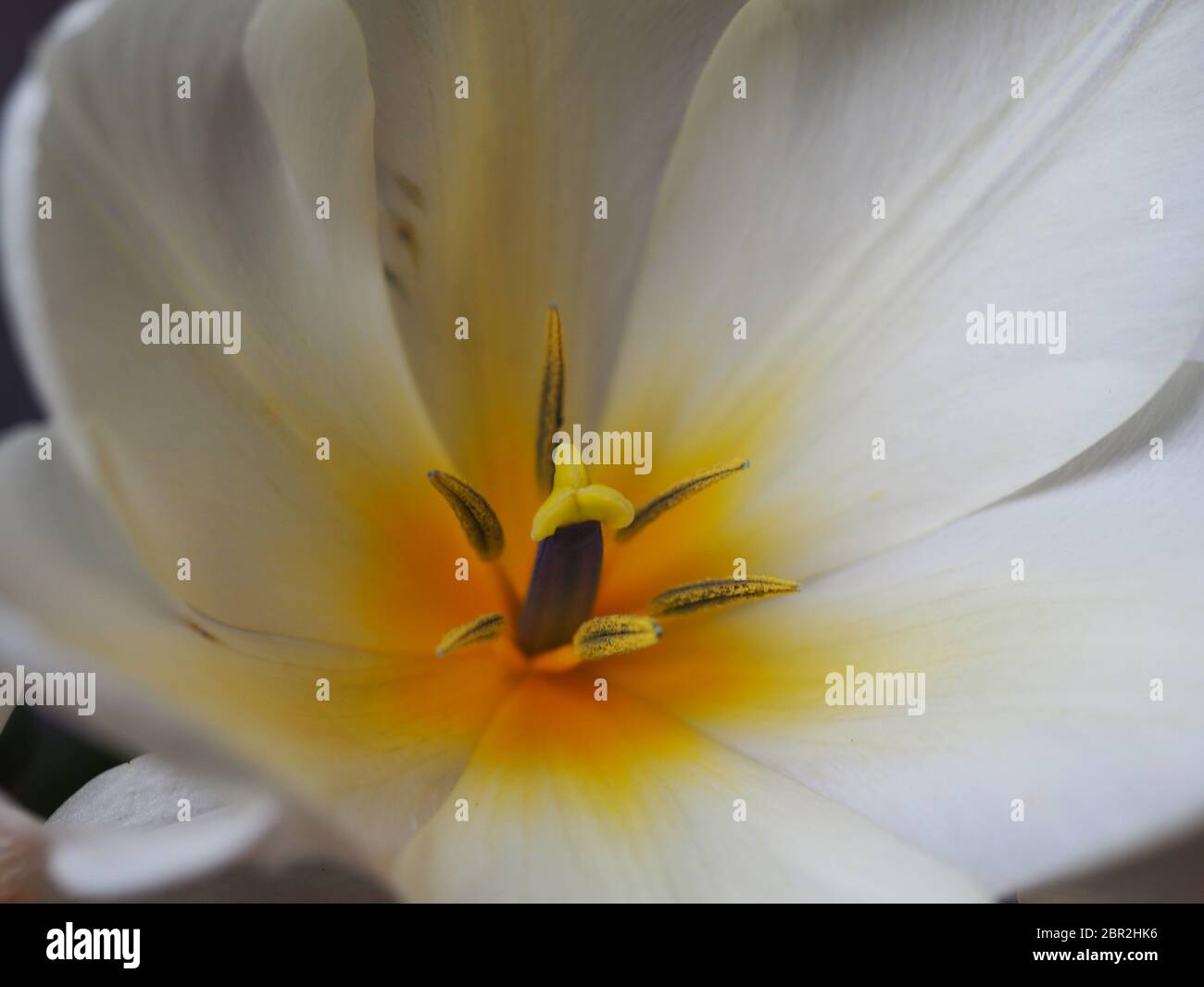 White Tulip Fully Open Macro Photography Stock Photo - Alamy