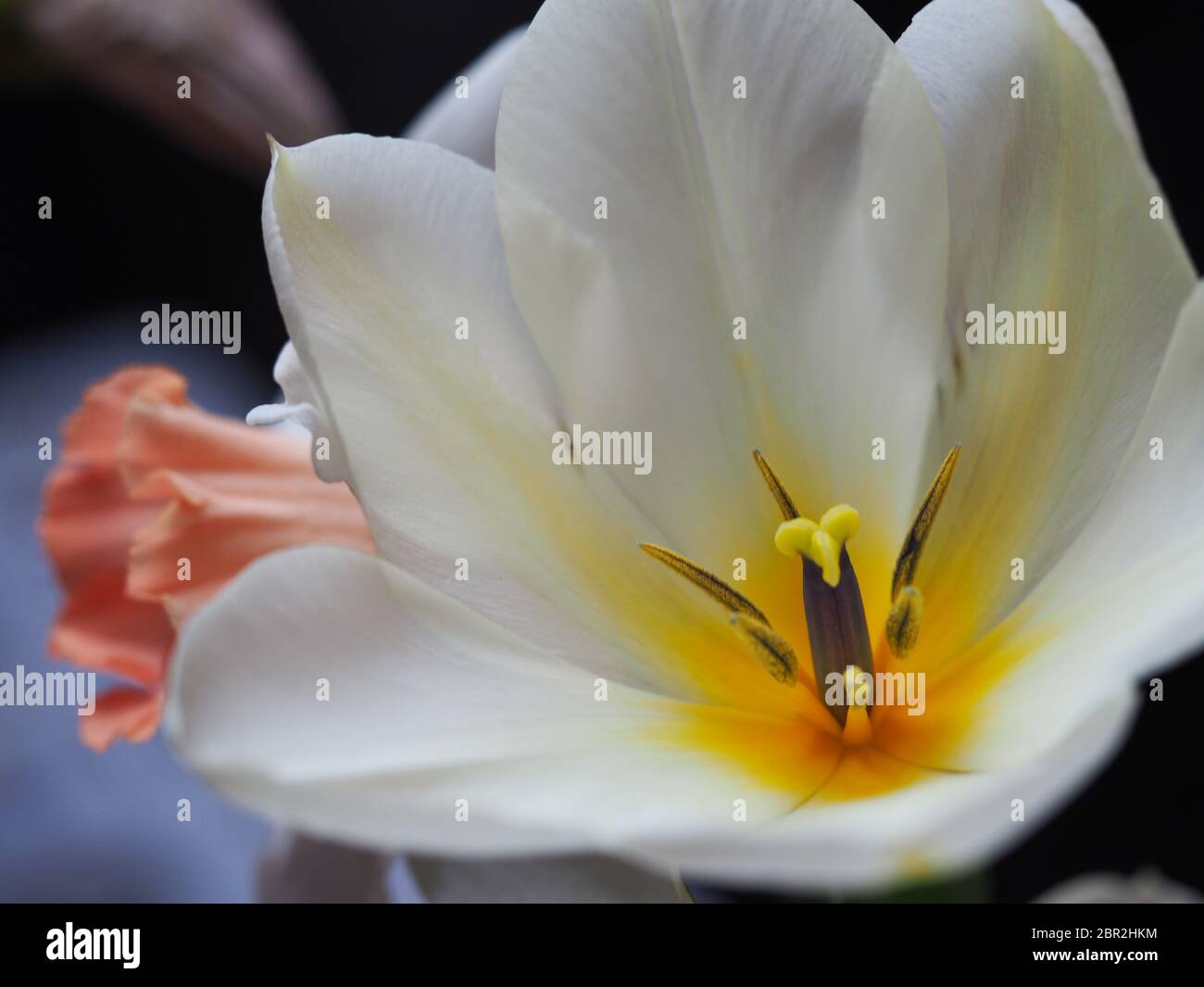 White Tulip Fully Open Macro Photography Stock Photo - Alamy