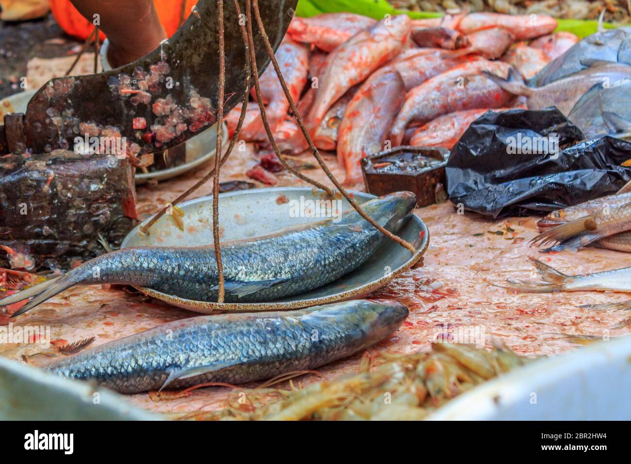 Seafood Market In Kolkata at Clifford Zak blog