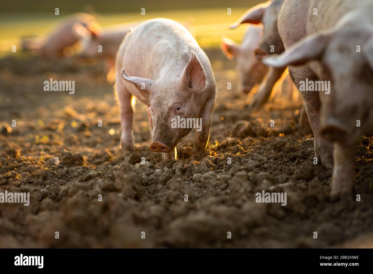 Pigs eating on a meadow in an organic meat farm - wide angle lens shot ...
