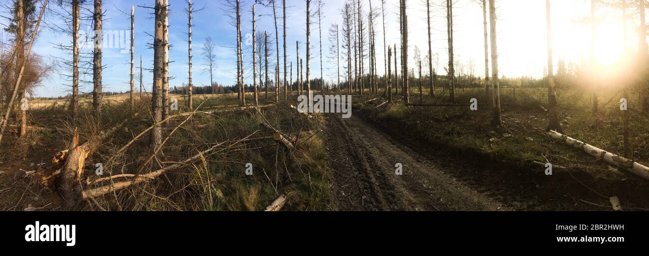 Broken forest - Trees in a forest damaged during a wind storm Stock ...