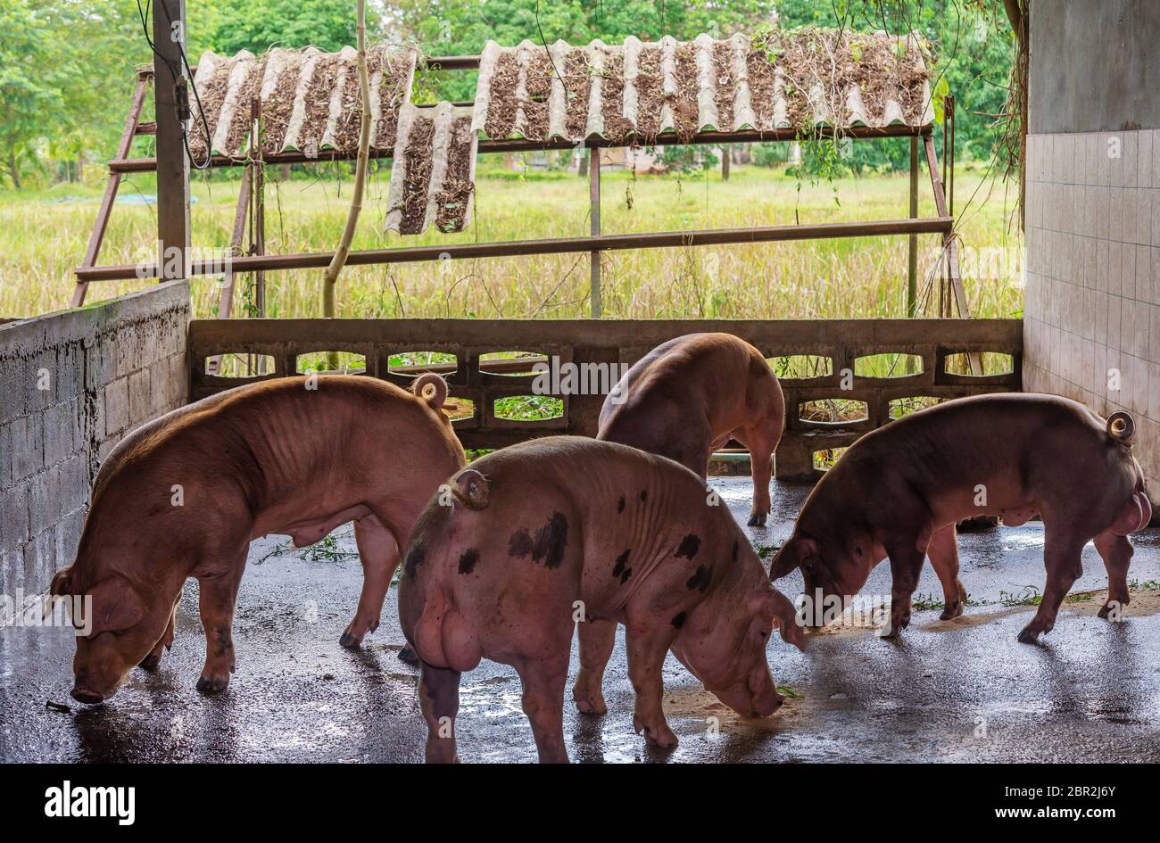 Breeder red pigs on a farm in countryside Stock Photo - Alamy