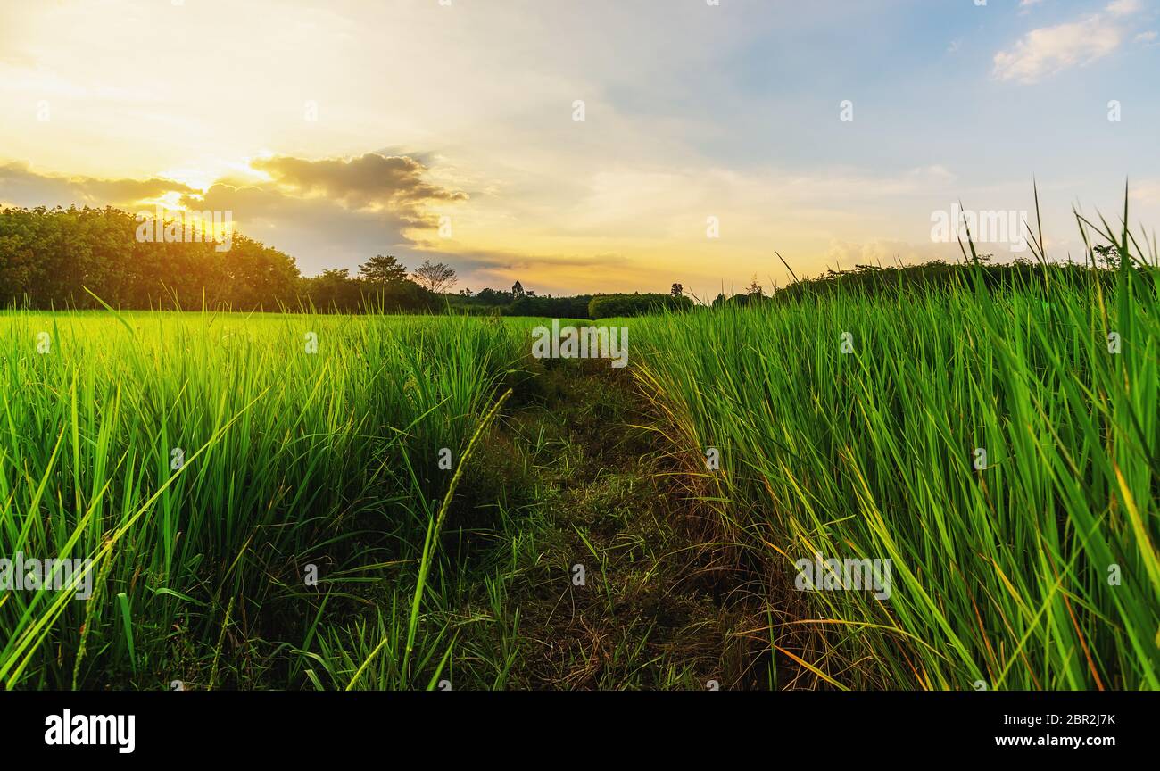 Rice field with sunrise or sunset over the sun in moning light Stock ...