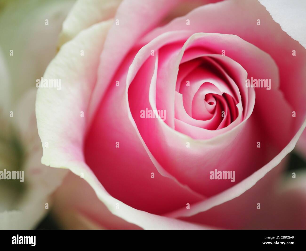 Budding rose hi-res stock photography and images - Alamy