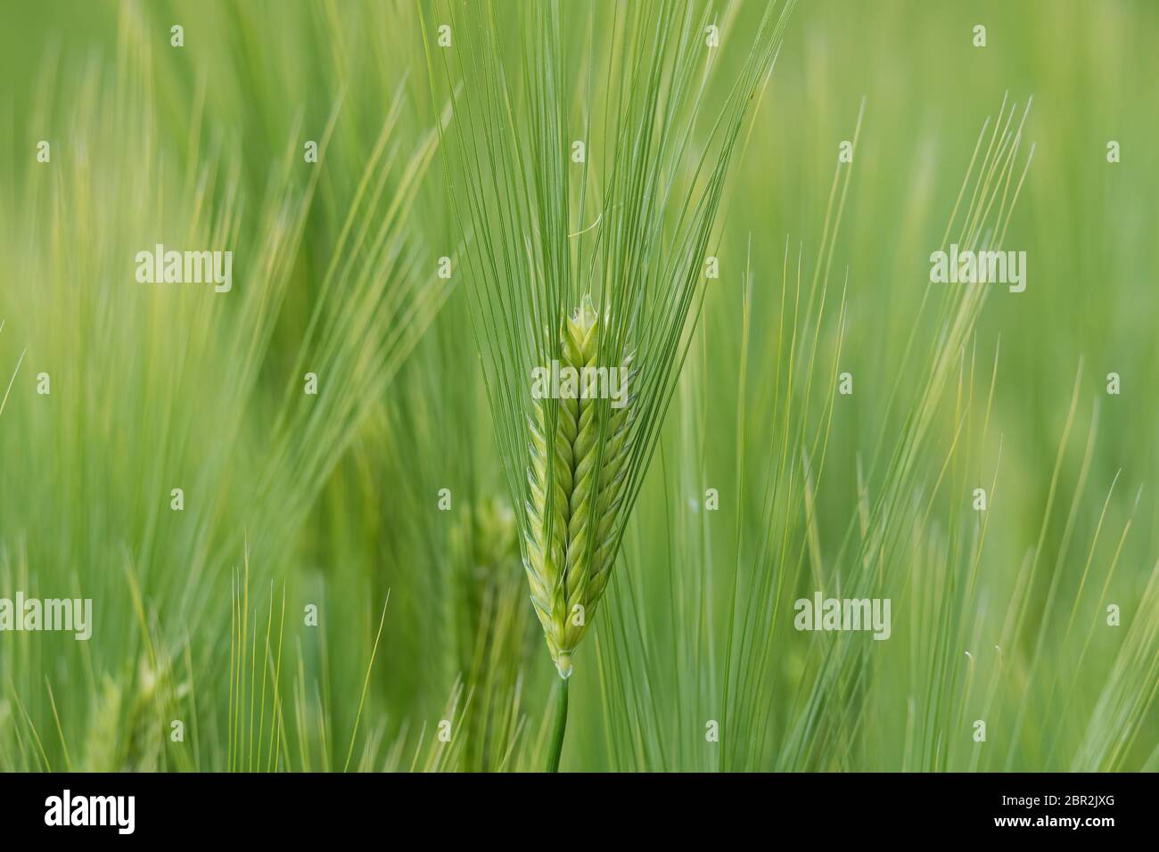 Ripening bearded barley on a cloudy day. It is a member of the grass ...