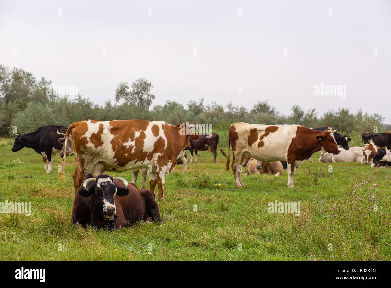 Rural cows graze on a green meadow. Rural life. Animals. agricultural ...