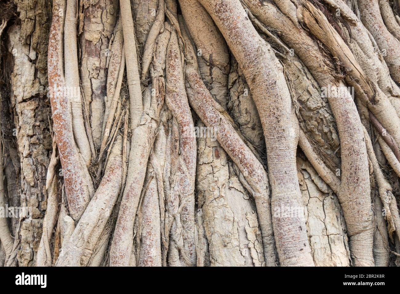 Old Tree Roots Background Wide Angle View. Brown tree roots texture for ...