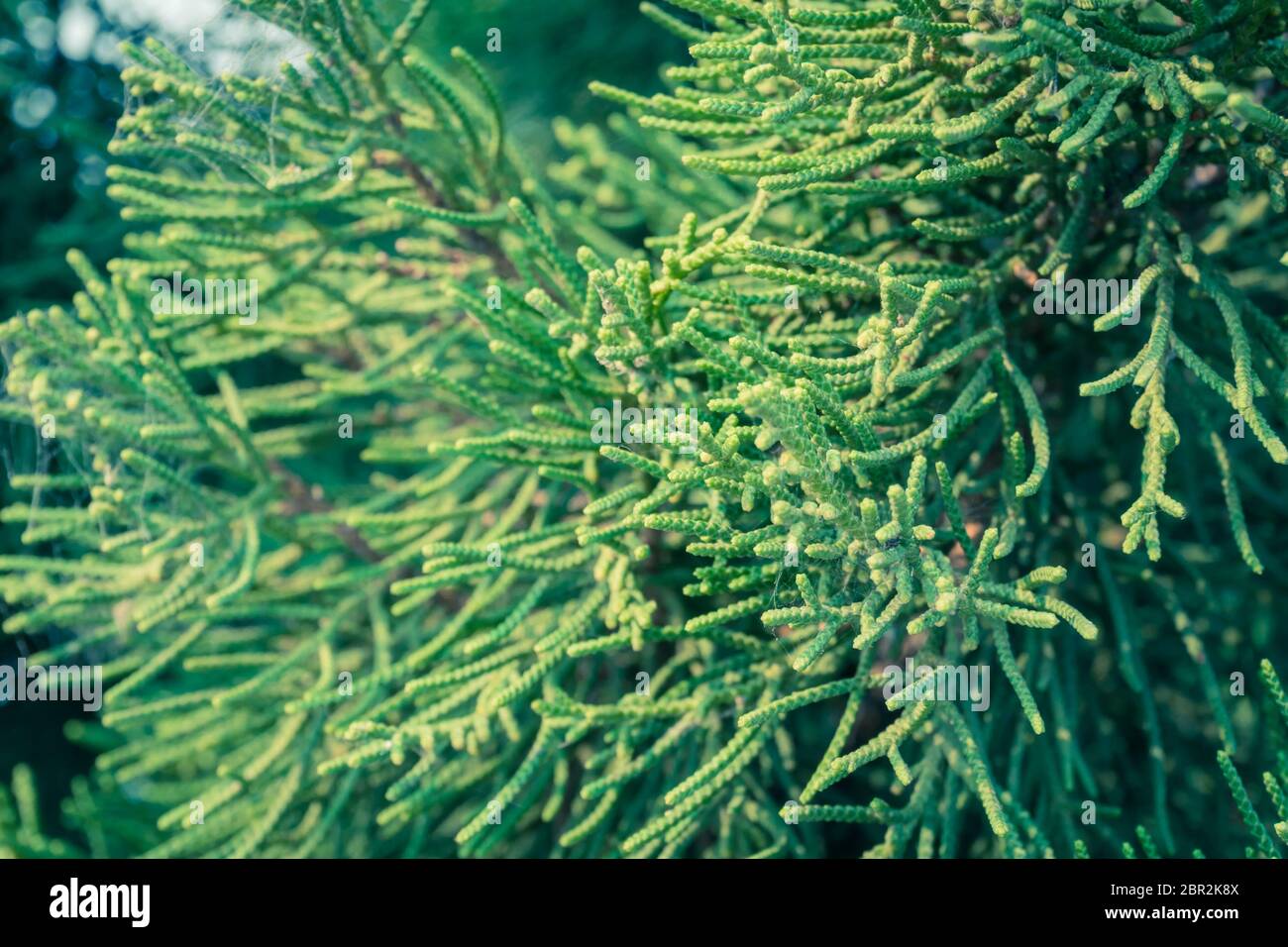 Vintage Green Pine Background Right Frame. Natural pine branch backdrop ...