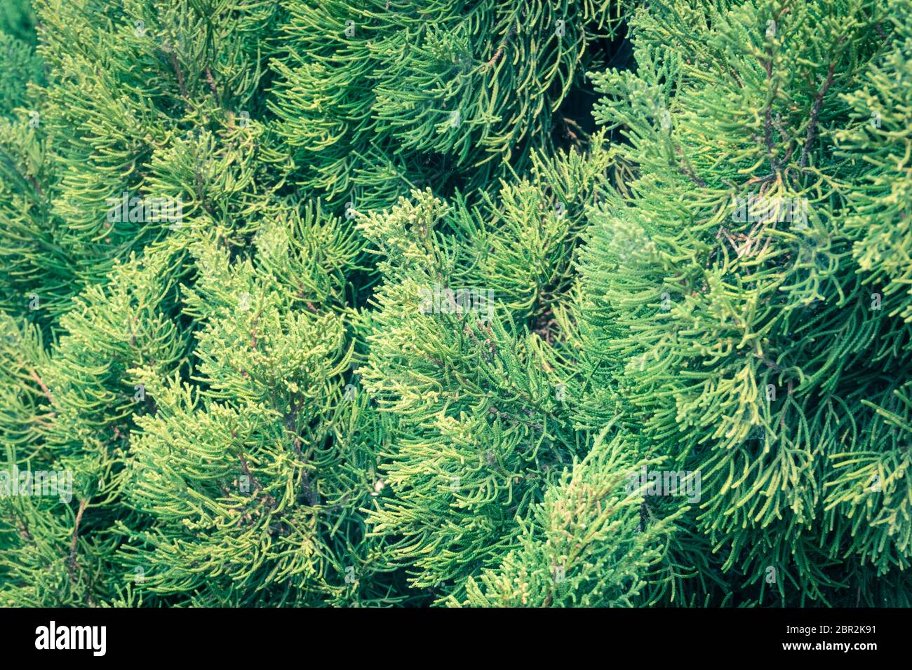 Vintage Green Pine Background. Natural pine branch backdrop for nature ...