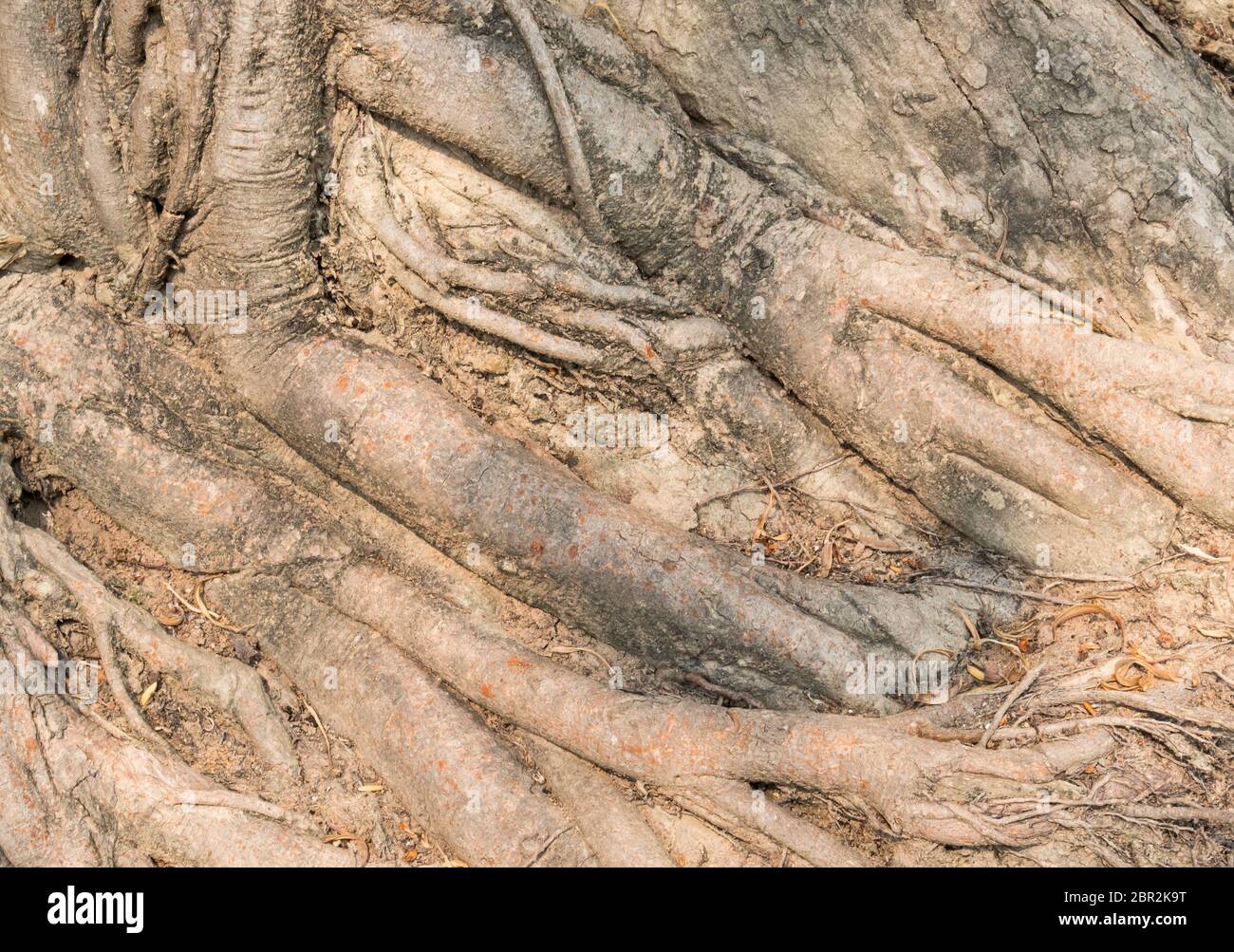 Old Tree Roots Background with Sun Light. Brown tree roots background ...