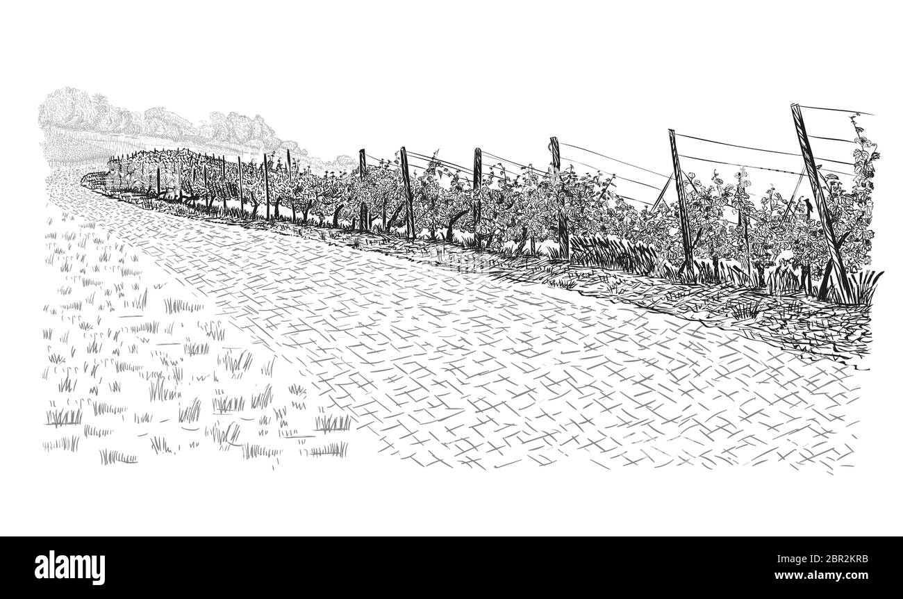 Landscape of vineyard beside of stone road. Vector illustration in ...