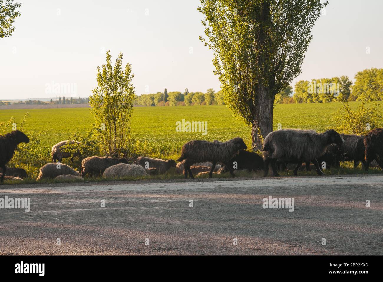 Sheep field background hi-res stock photography and images - Alamy