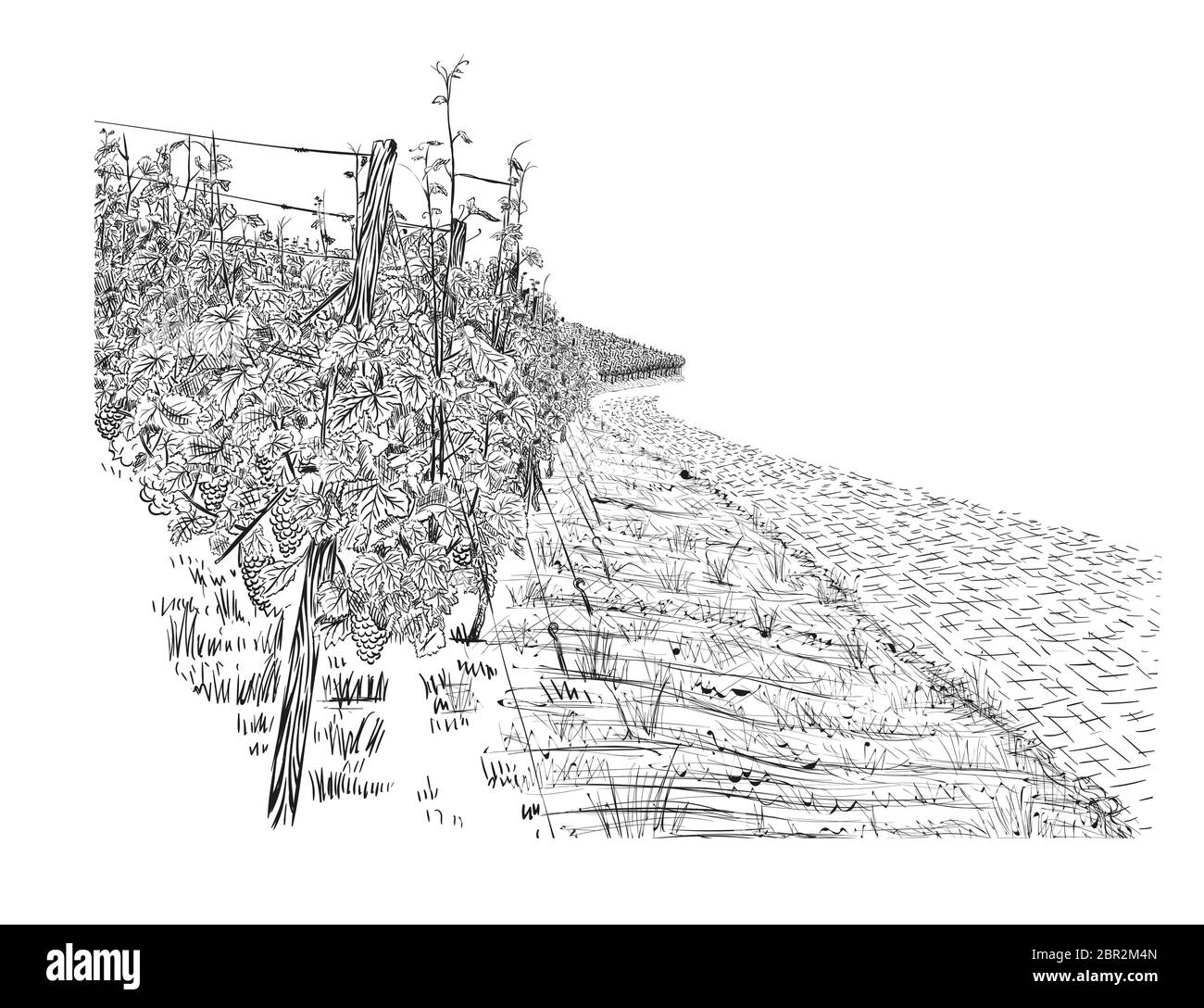 Landscape of vineyard with stone road. Closeup bush of grape on first ...